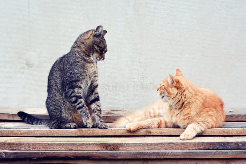 Two cats playing game stock image. Image of feline, play - 35118169