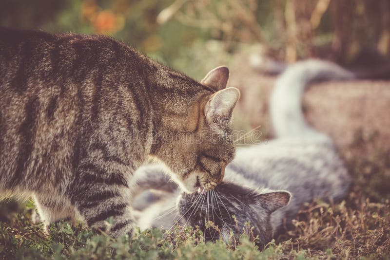 Two Cats Playing in the Garden Stock Image - Image of face, cute: 131185629