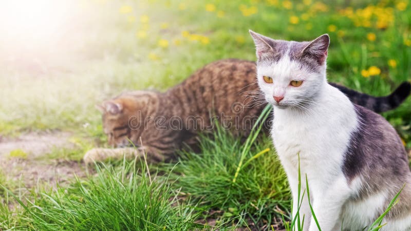 Two Cats are Playing in the Garden in Sunny Weather Stock Photo - Image ...