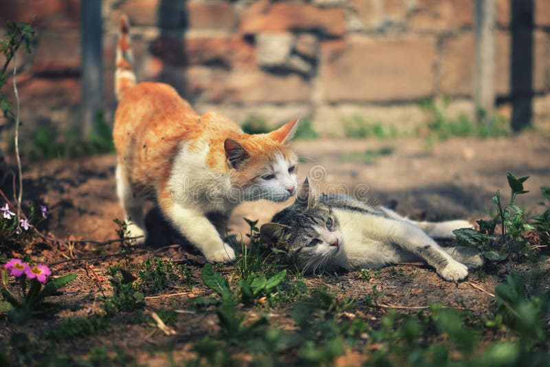 Two Cats Playing in the Garden Stock Photo - Image of look, feline ...