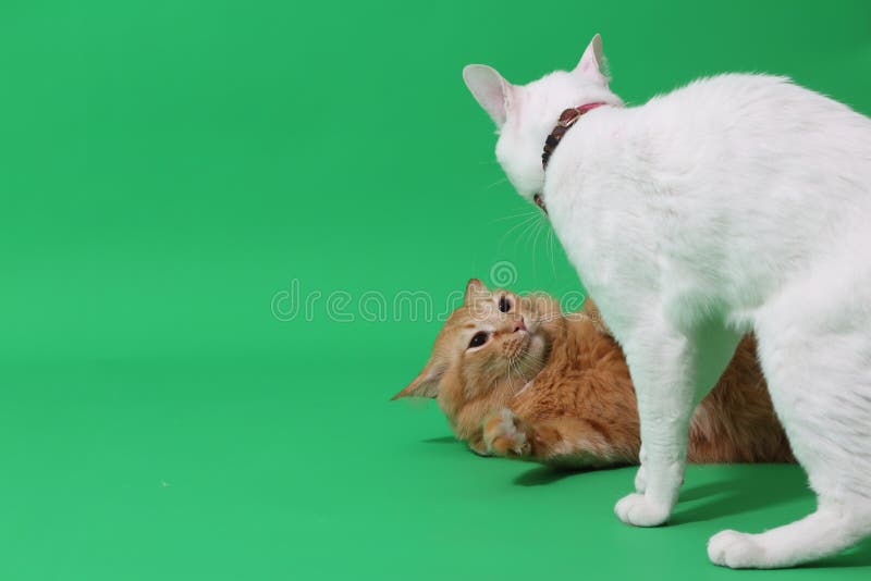 Two Cat stock image. Image of green, whisker, enjoy - 138138003