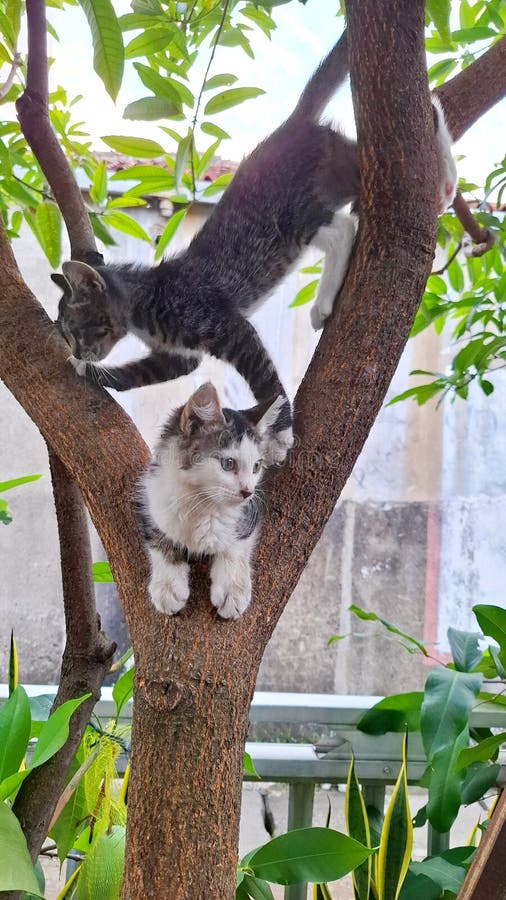 Two Cats are Playing on a Mango Tree Stock Image - Image of cats, mango ...