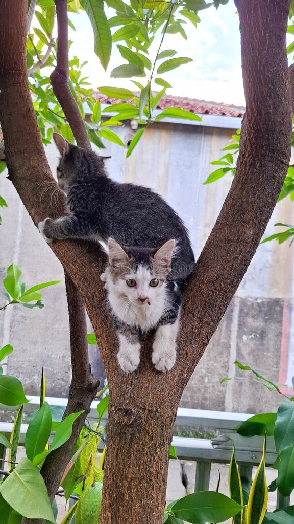 Two Cats are Playing on a Mango Tree Stock Photo - Image of mango, cats ...