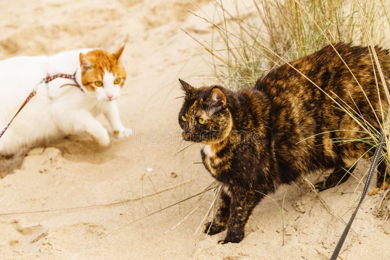 Two Cats Playing Outdoor on Beach Stock Photo - Image of holidays, play ...
