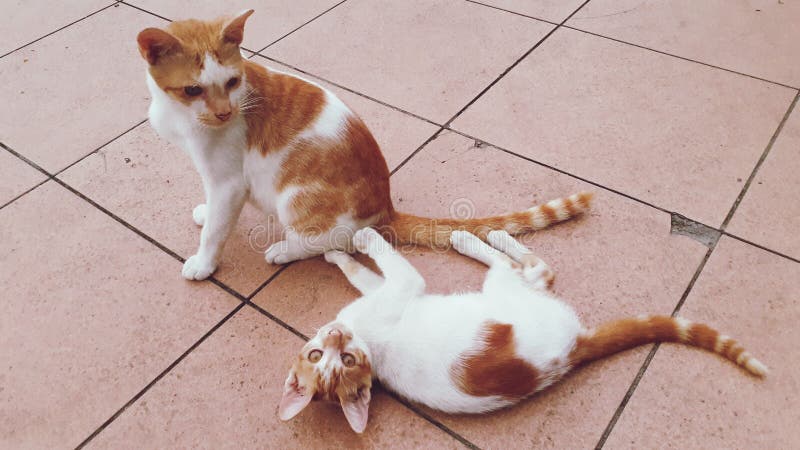 Two Cats Playing in the Park in a Lovely Morning Stock Image - Image of ...