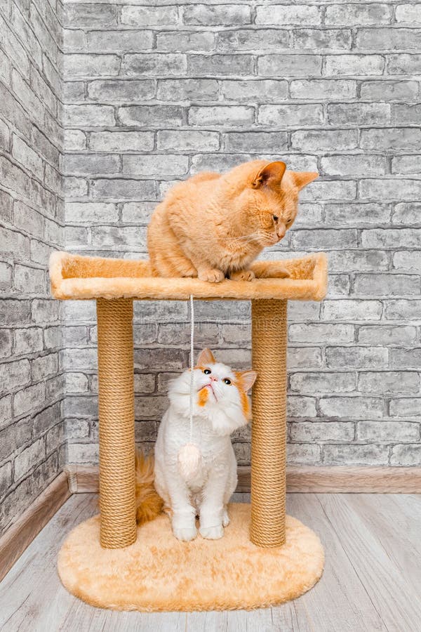 Two Cats Playing Using a Cat Playset. Stock Image - Image of domestic ...