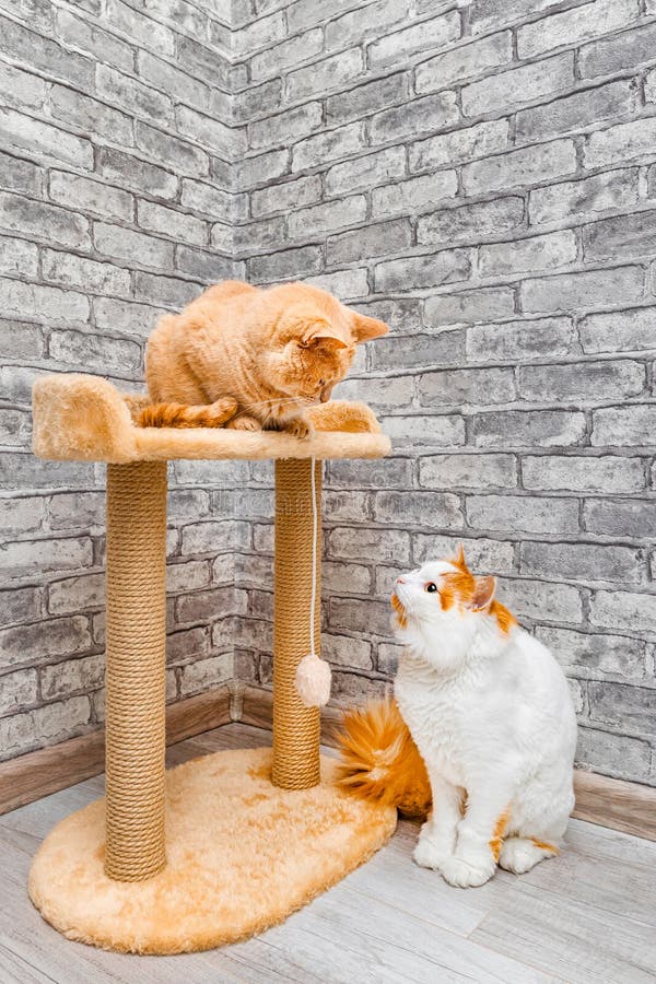 Two Cats Playing Using a Cat Playset. Stock Photo - Image of complex ...