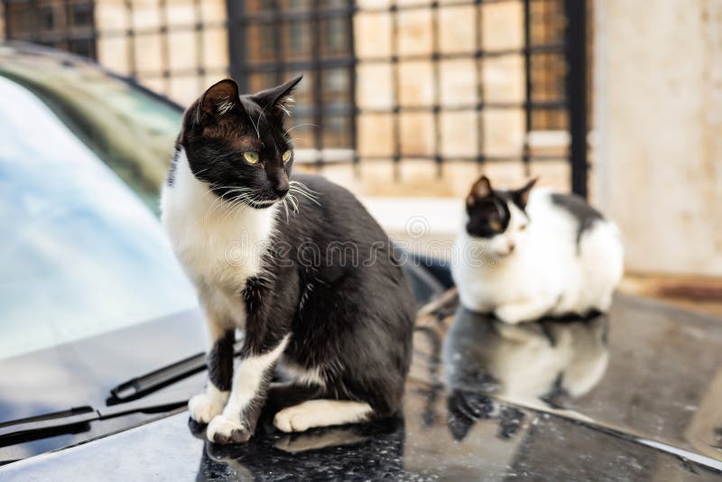 Two Cats Relax on Car Hood in Urban Setting Stock Photo - Image of ...