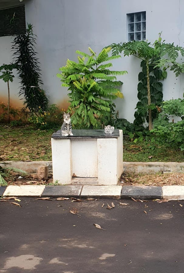 Two Cats Relaxing on a Sunny Morning Stock Photo - Image of cats, sunny ...