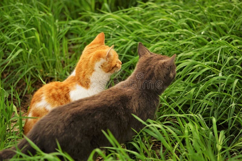 Two Cats Rest in Vivid Green Grass on a Spring Day Stock Photo - Image ...