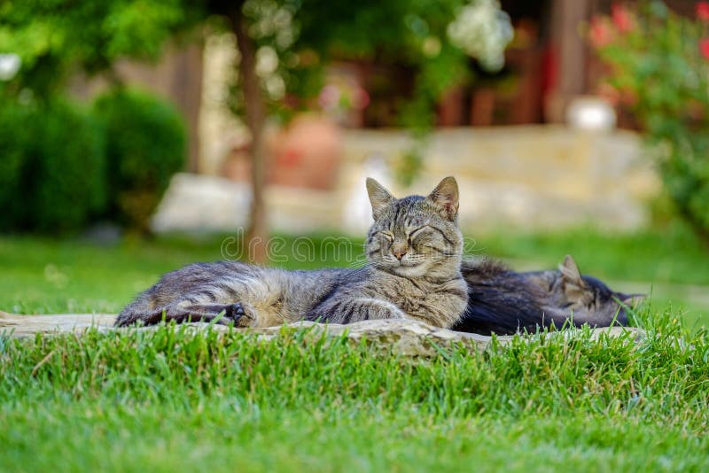 Two Cats Rest in the Yard on the Grass 2 Stock Image - Image of ...
