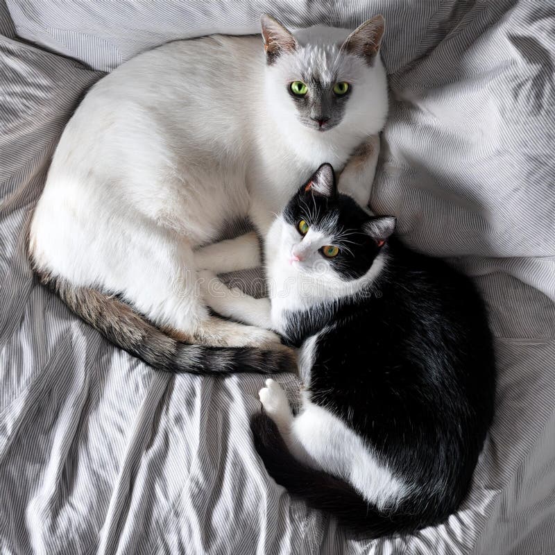 Two Cats Resting on the Bed, AI Generated Stock Illustration ...