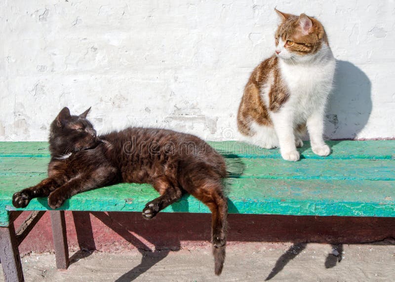 Two Cats are Resting on a Bench on a Sunny Day. Stock Photo - Image of ...