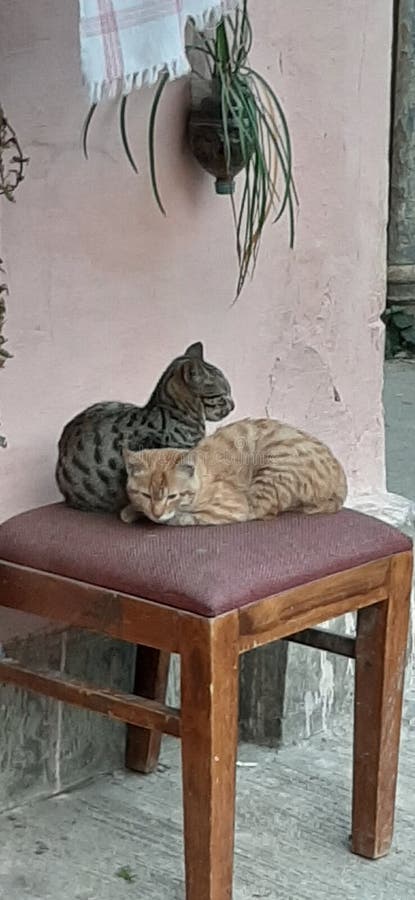 Two Cats Resting on a Chair Stock Image - Image of sleeping, brown ...