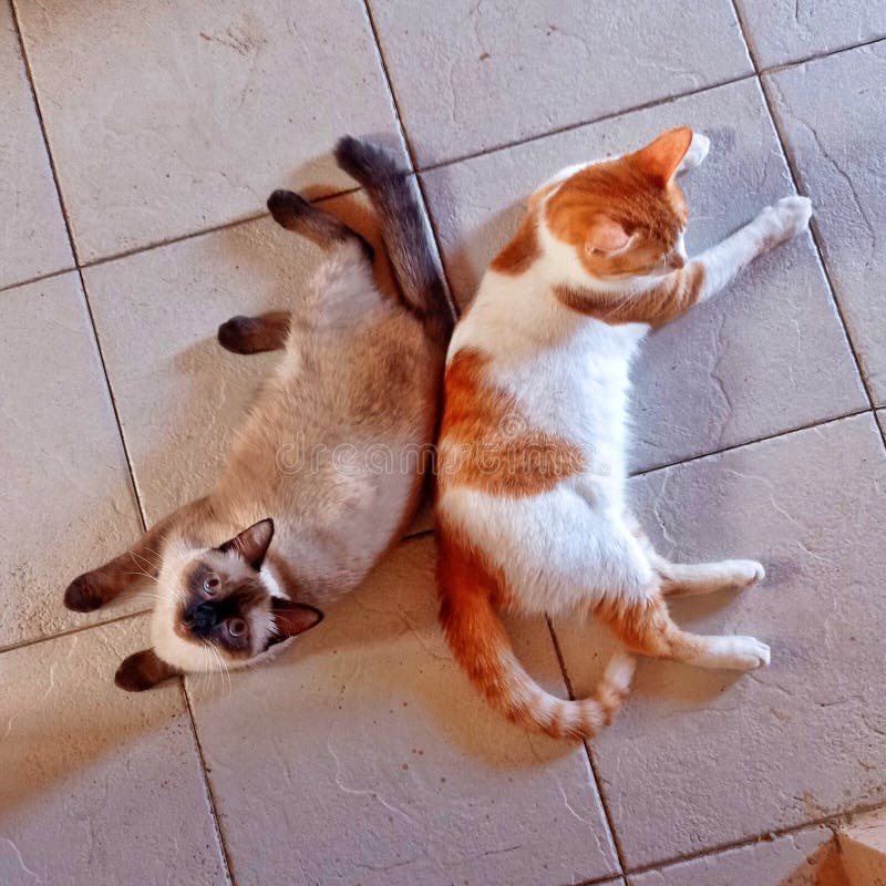 Two Cats Resting on the Floor in a Relaxed Pose Stock Image - Image of ...