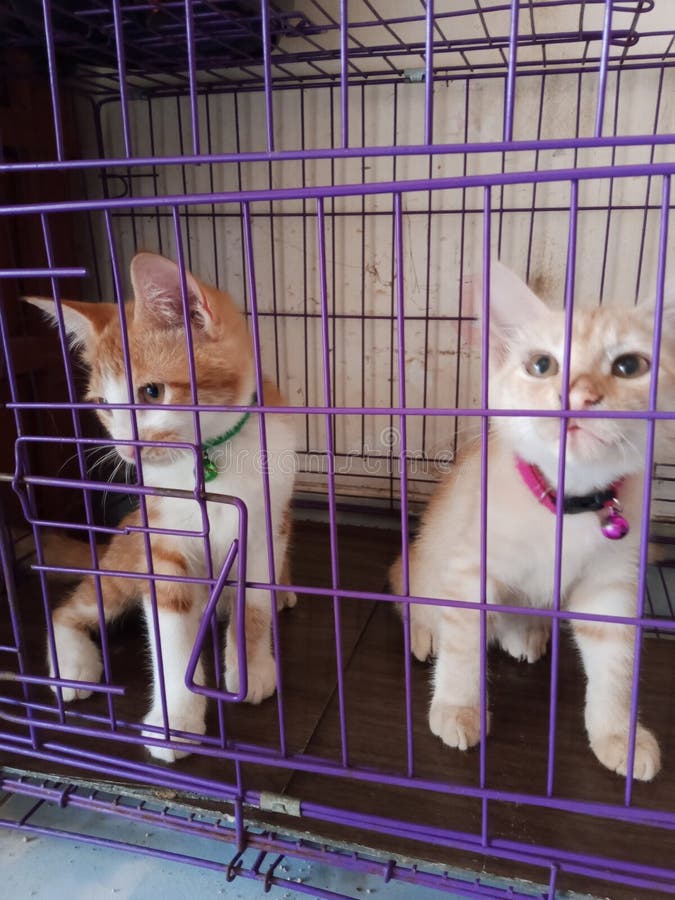 Two Cats Resting Inside a Purple Metal Cage Stock Image - Image of meow ...