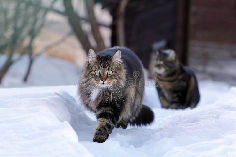 Two cats in the snow stock photo. Image of gallop, glad - 27201276