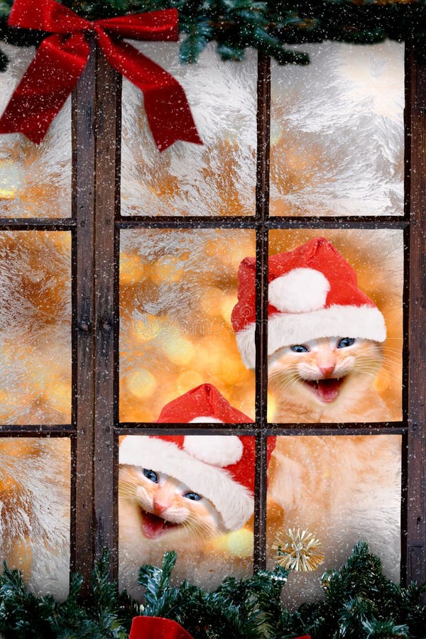 Two Cats with Santa Caps Laughing Stock Image - Image of tabby, waving ...