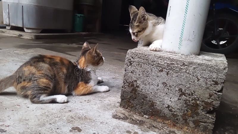 Two Cats Scratch Each Other Stock Video - Video of purr, meow: 294188715