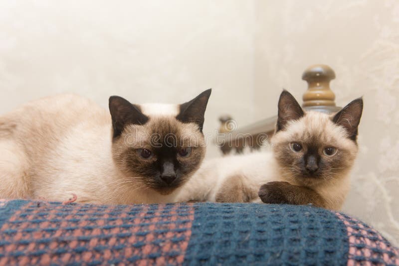Two cats Siamese breed stock photo. Image of purebred - 76091894