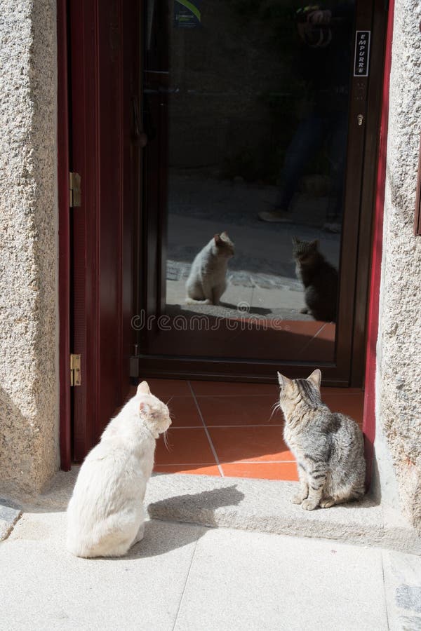 Two Cats Sit on a House Entrance Stock Photo - Image of white ...