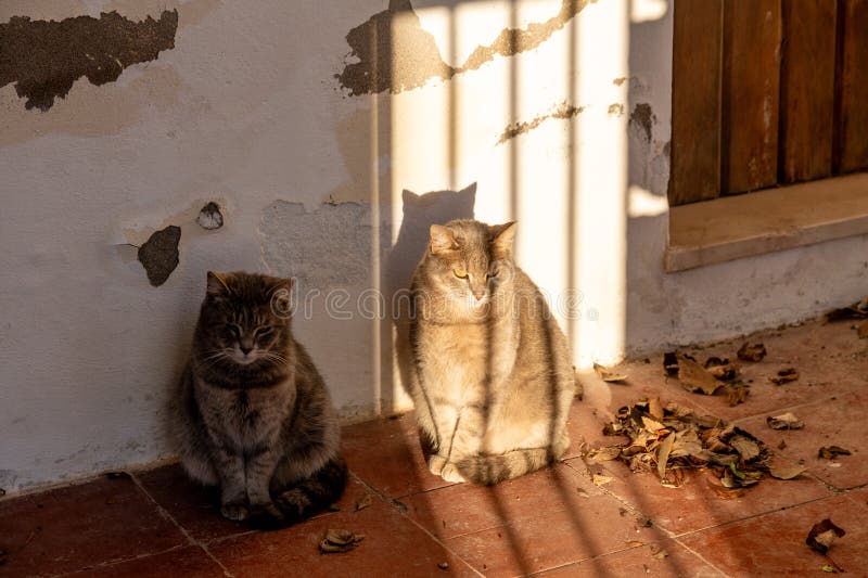 Two Cats Sitting in Sunlight Against a Wall Stock Image - Image of ...