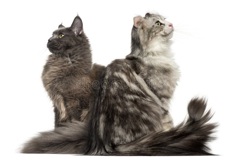 Two Cats Sitting Back To Back And Looking Up Stock Photo - Image of ...