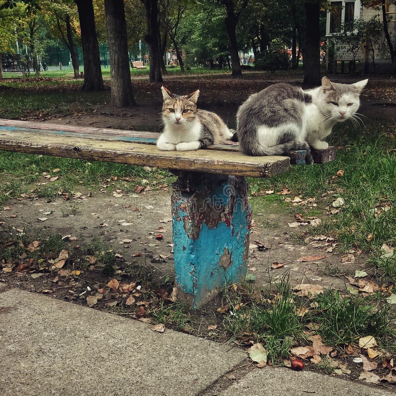 Two Cats are Sitting on a Bench in the Park Stock Image - Image of cats ...