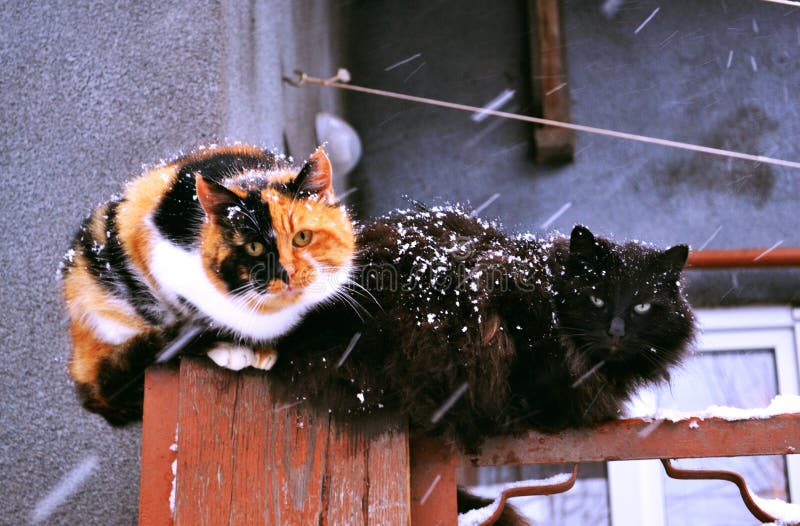Two cats stock image. Image of cats, cold, friends, friendship - 79165771