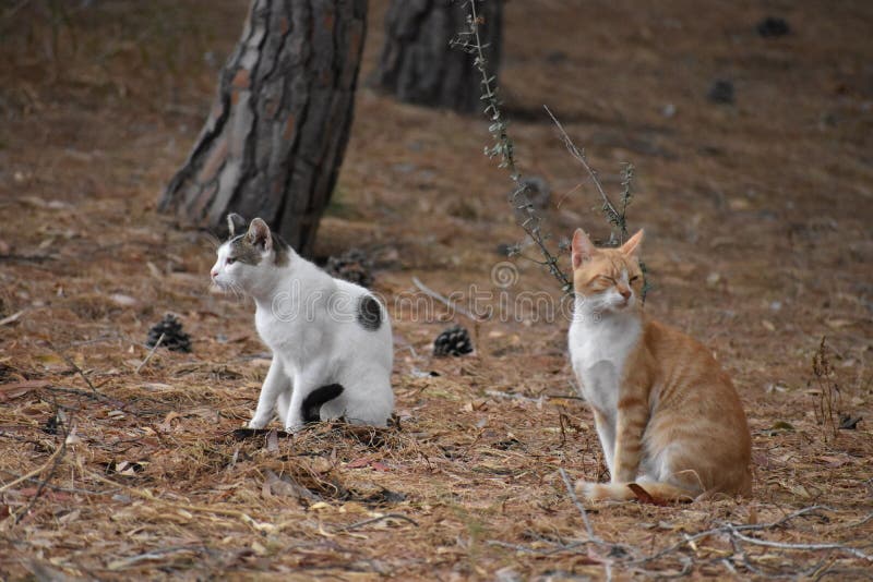 Two Cats Sitting in a Forest Park in Larnaca Cyprus Stock Photo - Image ...