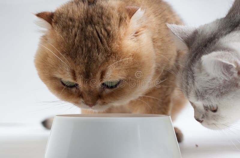Two Cats are Sitting Next To Each Other and Looking into an Empty Bowl ...