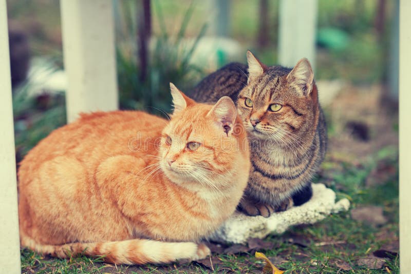 Two Cats Are Sitting Together Stock Photo - Image of home, cute: 111548922