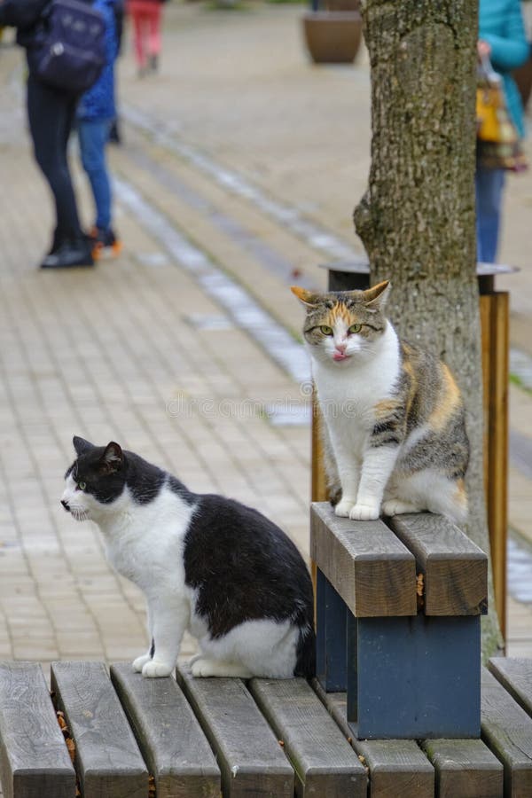 Two Cats are Sitting on a Park Bench. Stock Photo - Image of background ...