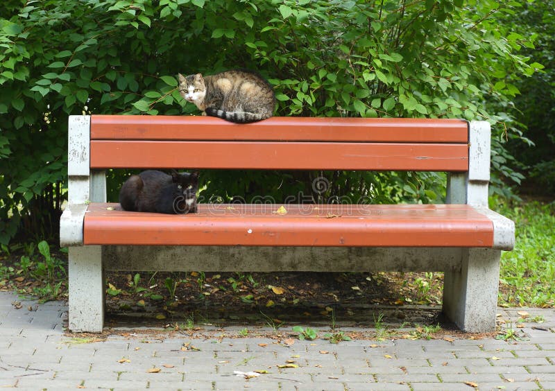 Two Cats are Sitting on a Park Bench Stock Photo - Image of green, cats ...