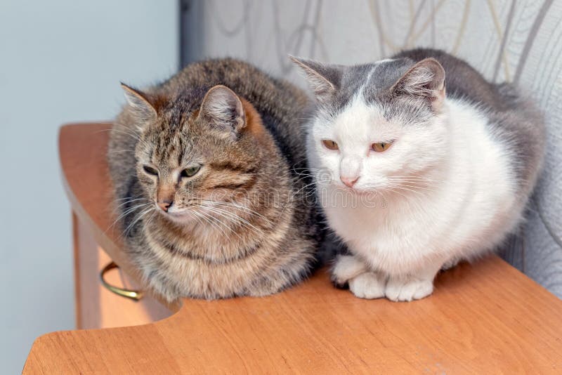 Two Cats Sitting Next To Each Other, Portrait of Cats Stock Image ...