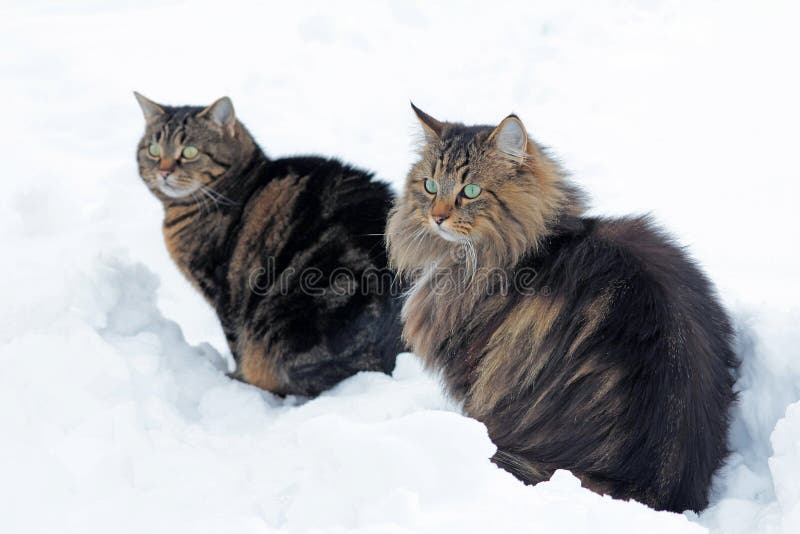 Two cats in the snow stock photo. Image of gallop, glad - 27201276