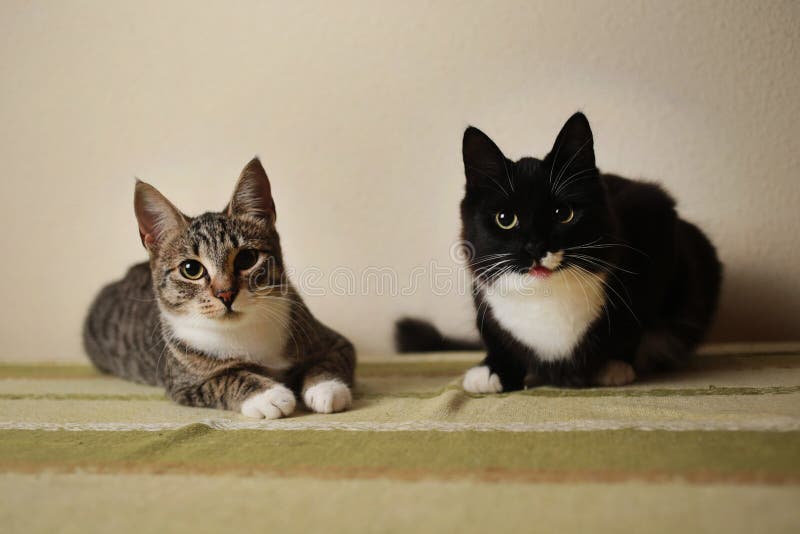 Two Cats Sitting on the Sofa in the Room. Grey and Black Kitten with ...