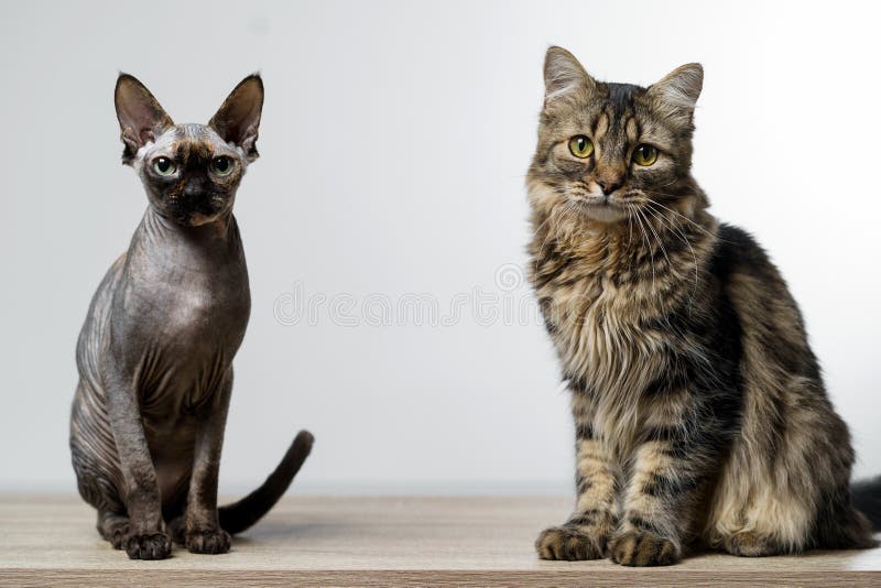 Two Cats Sitting on the Table Stock Photo - Image of closeup, love ...
