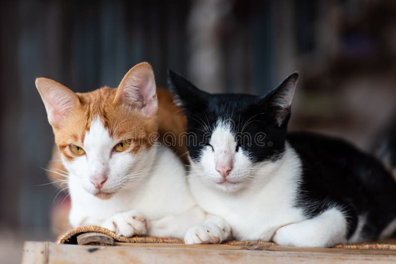 Two Cats are Sitting Together Stock Photo - Image of home, cute: 111548922