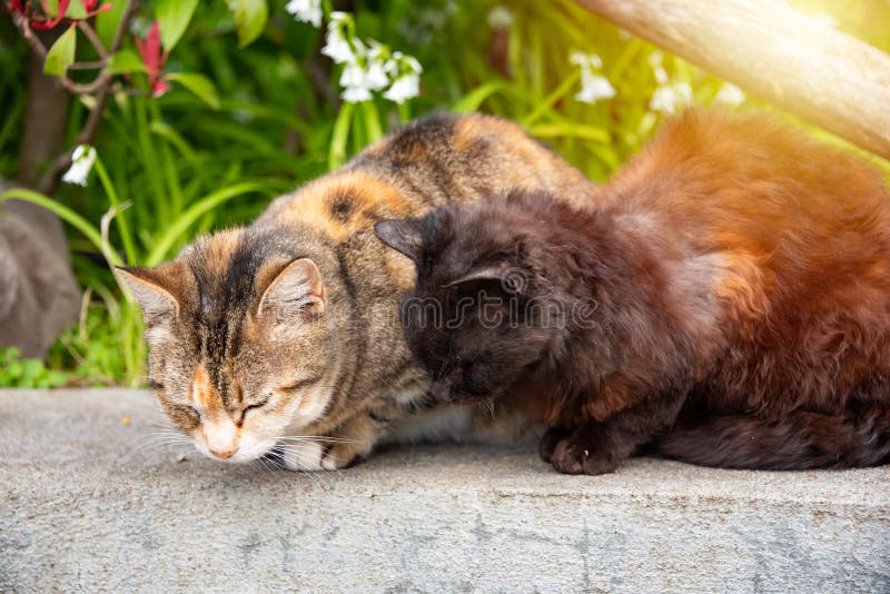 Two Cats Sitting Together Outdoors in Sunny Garden Stock Image - Image ...