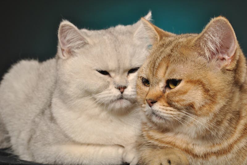Two cats stock photo. Image of cats, breed, mammal, sitting - 83433694