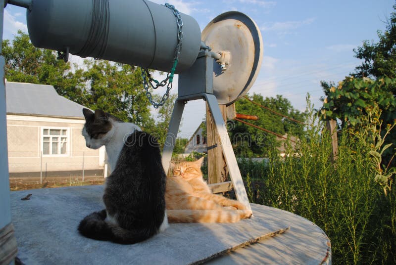 Two Cats are Sitting on the Well Stock Photo - Image of cats ...