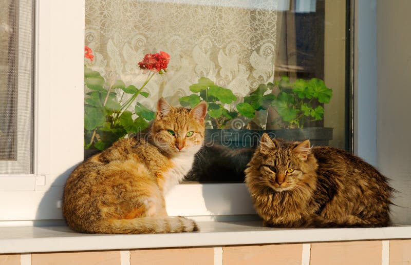 Two Cats Sitting on a Windowsill Stock Image - Image of cute, striped ...