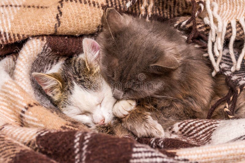 Two Cats Sleep by Hugging Under a Plaid_ Stock Image - Image of ...