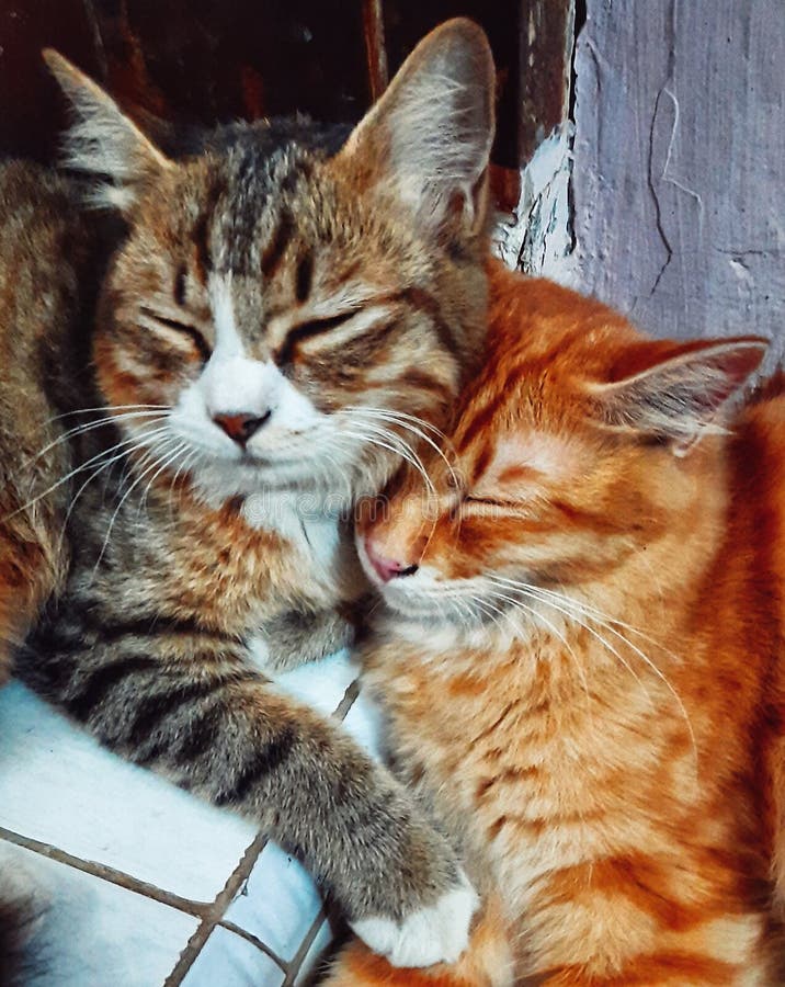 Two Cats Sleep together stock image. Image of kitten - 213126451