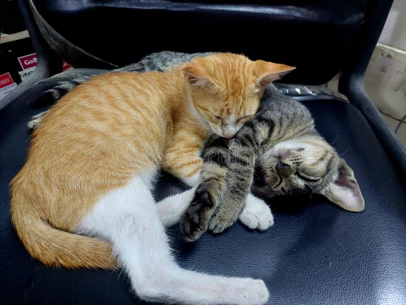 Two Cats Sleeping on a Chair Stock Image - Image of whiskers, wildcat ...