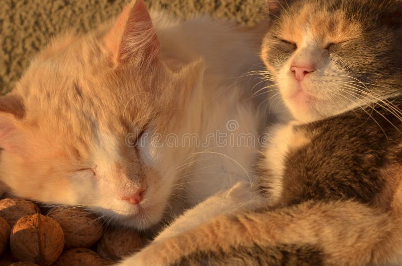 Two cats sleeping stock photo. Image of sleeping, cats - 83876226