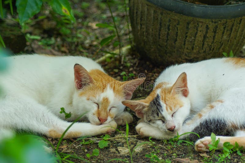 Two cats sleeping stock image. Image of sleep, people - 320652427