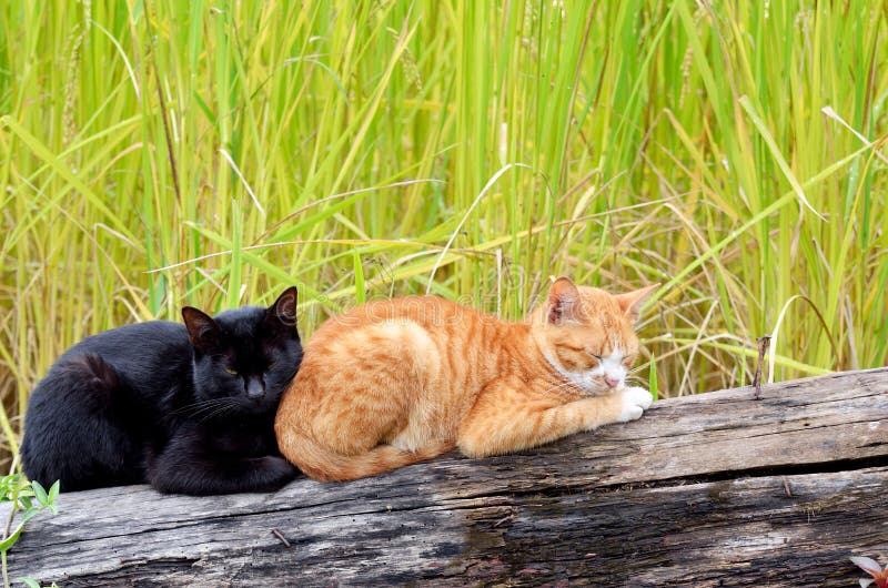 106 Two Cats Log Stock Photos - Free & Royalty-Free Stock Photos from ...