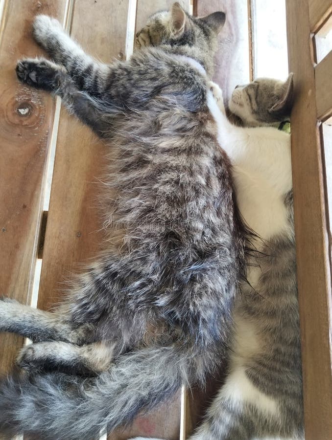 Two Cats Sleeping Together stock image. Image of animals - 368402623